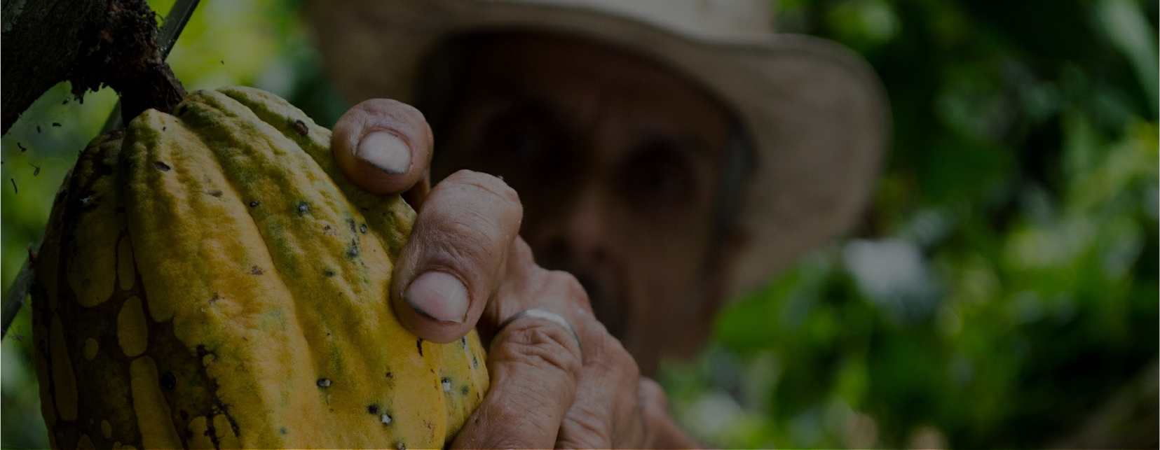 Ten Peruvian Fruits You Must Try | Explorandes