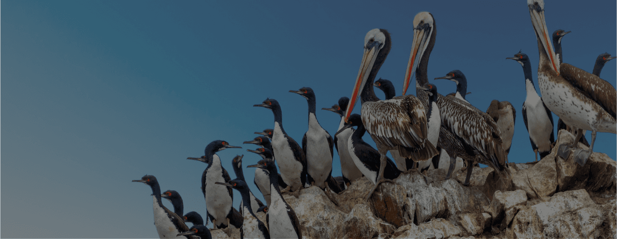 The Intriguing Animals of Peru | Explorandes